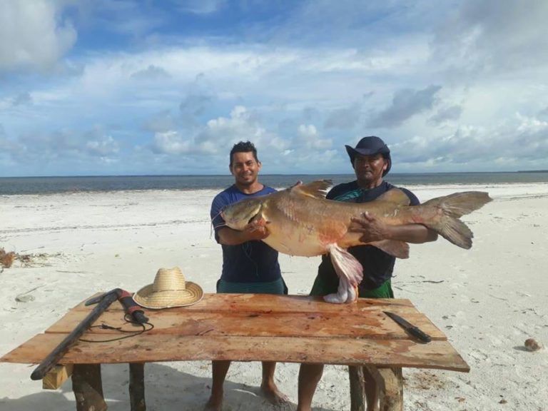 Gurijuba de 50kg é capturada por pescadores em Quatipuru, PA