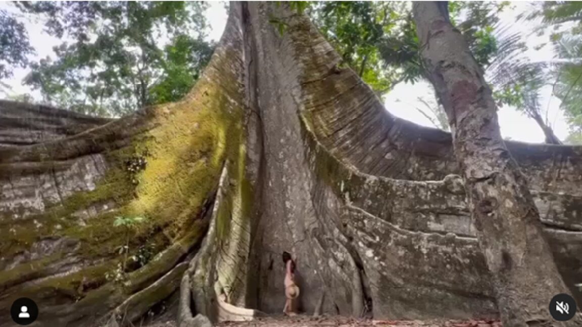 Maior samaúma do Brasil é descoberta em Afuá, no Pará